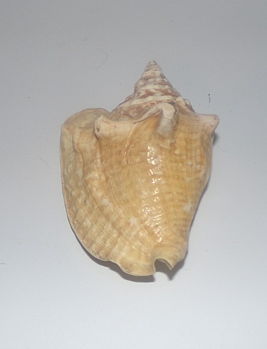Milk Conch Strombus Conch Queen Conch? Seashell Very Pretty Shell ...