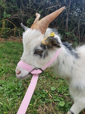 Goat Sheep Halter Adjustable PINK 20mm soft cushion webbing | eBay UK