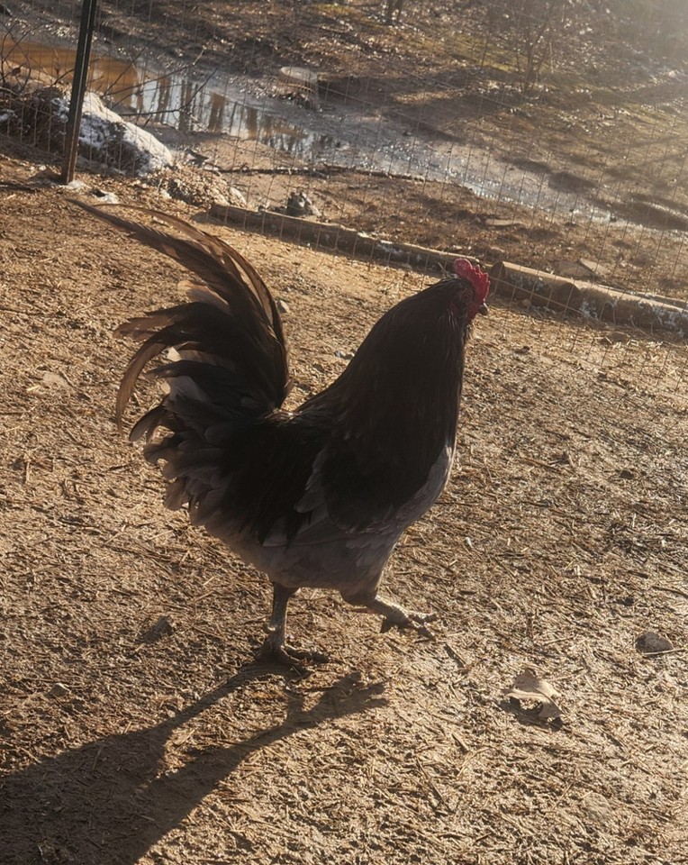 10+ Easter Egger Hatching Eggs | eBay