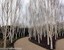 Betula utilis Jacquemontii / Himalayan Birch Tree grown peat free 4-5ft ...