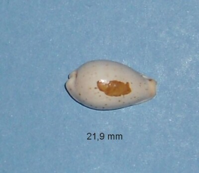 Cypraea Saulae Philippines 21,9 mm | eBay