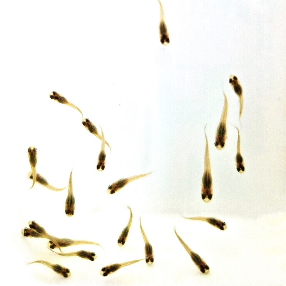 Tiger Endler Fry 7 + Free 30” guppy grass | eBay