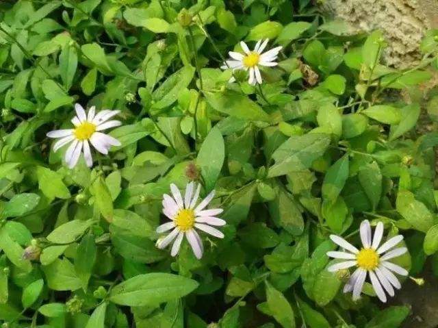 100 Kalimeris indica Seed Aster indicus Organic Vegetable Seed 马兰头菜 | eBay