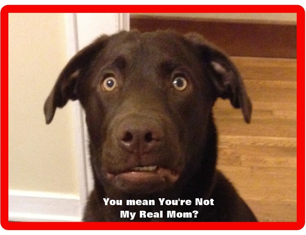 Funny Chocolate Lab Memes