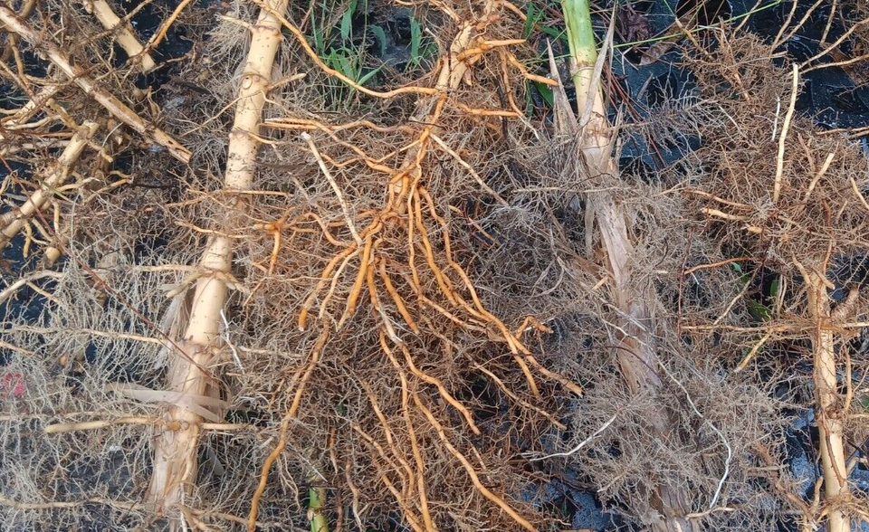 Live Bamboo! Fast Growing Privacy Fence! Bare Root Plant! 6 rhizomes, 6 ...