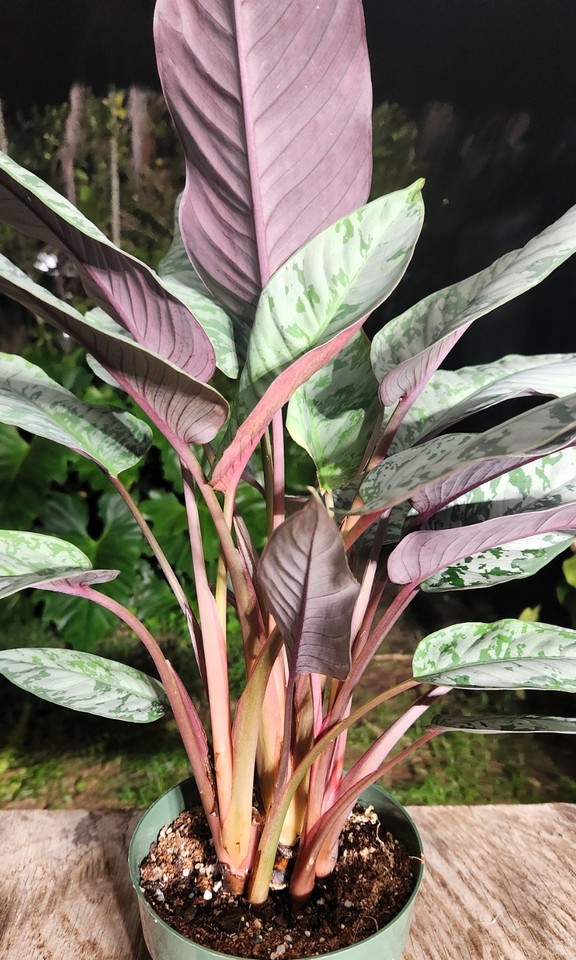 Apoballis acuminatissima lavaille Red Sword Plant in 6" Pot 20" Tall 20 ...