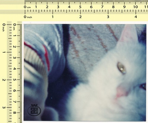 White Cat Close-up Abstract Blurry Unfocused Surreal vintage original ...