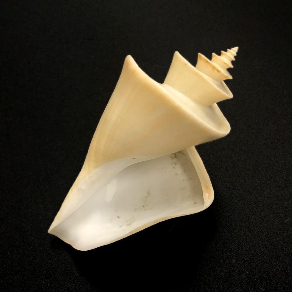 Japanese Wonder Sea Shell Thatcheria Mirabilis Rare Collectible Sea ...