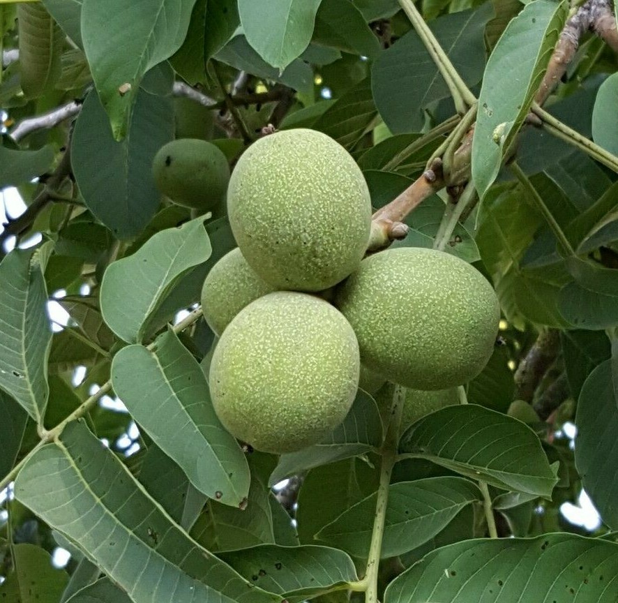 English Walnut Tree