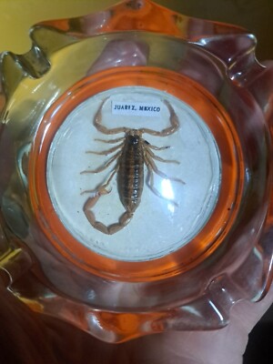 Real Scorpion Specimen Ashtray, Scorpion Encased in Glass. Juarez ...