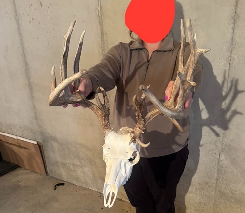 BIG Beautiful 184" Whitetail Deer Antler Sheds Taxidermy Rack Skull | eBay