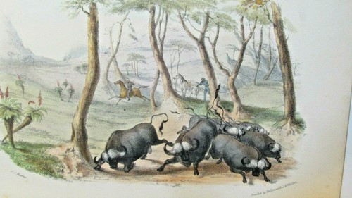 William Cornwallis Harris "Hunting the Wild Buffalo" 1852 Africa ...