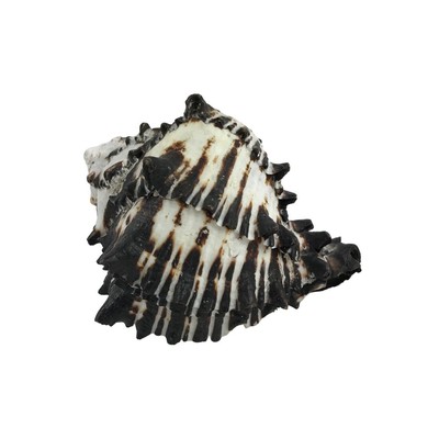 MMvloesy 1PC Black Murex Sea ShellsLarge Black Murex Hermit Crab Shells ...