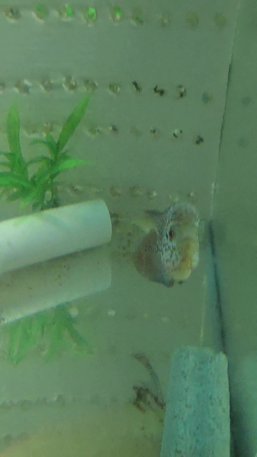 Kamfa F2 Flowerhorn Aprox 2" High Quality Overnight Ship Only | eBay