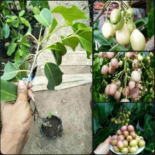 Grafteed Jamblang Syzygium cumini White Fruit Tree Free Pytosanitary | eBay
