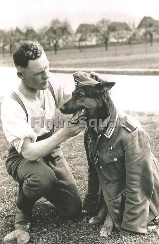 WW2 Picture Photo Dog with a German Uniform of the Soldier 3954 | eBay