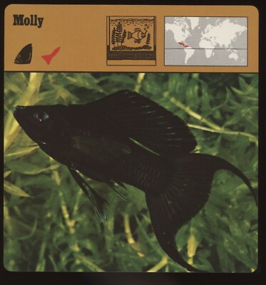 Molly Safari Cards Rencontre Fish | eBay