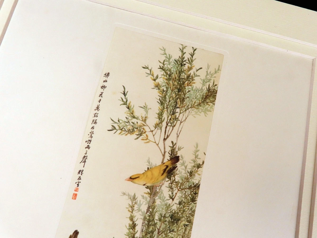 Chinese Nightingale Bird