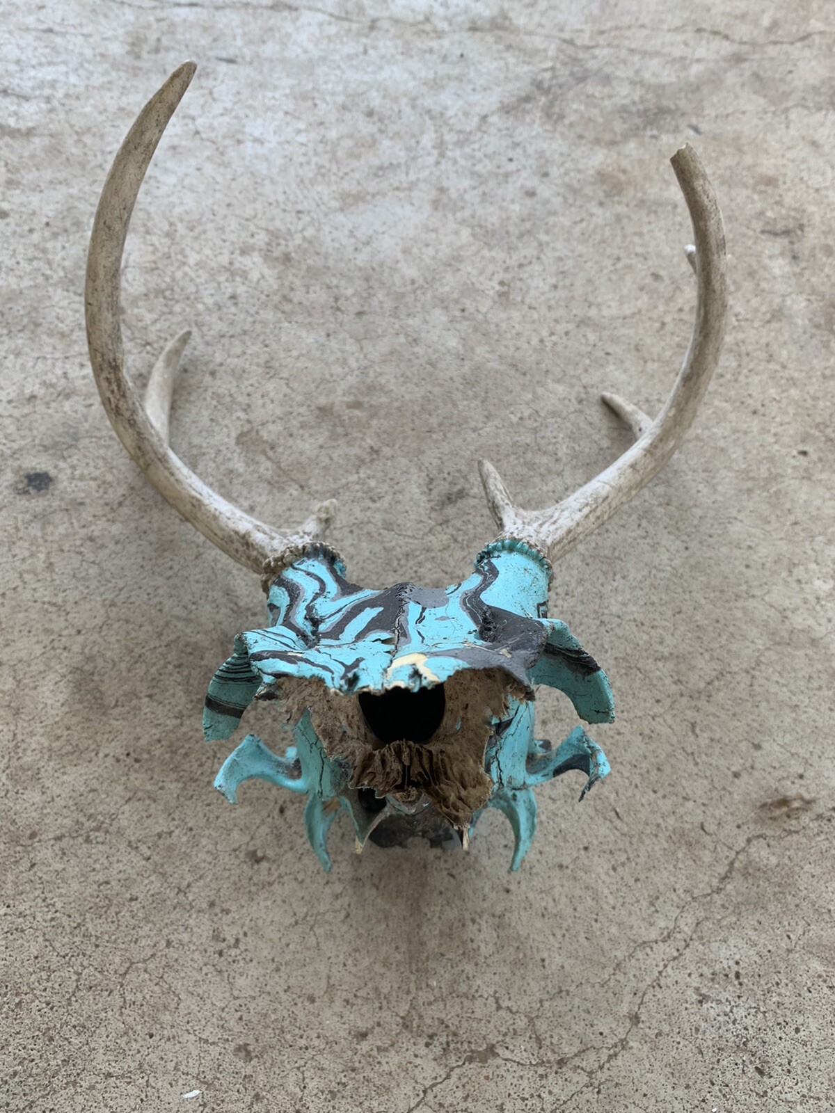 Hydro-dipped Deer Skull European Mount | eBay