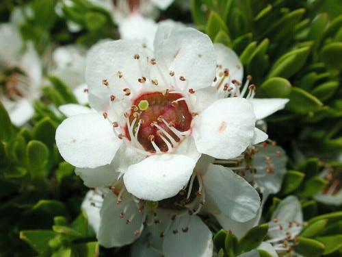 100 x RARE MANUKA 'TANTOON' SEEDS-LEPTOSPERMUM CISMONTANUM-BUSH TUCKER ...