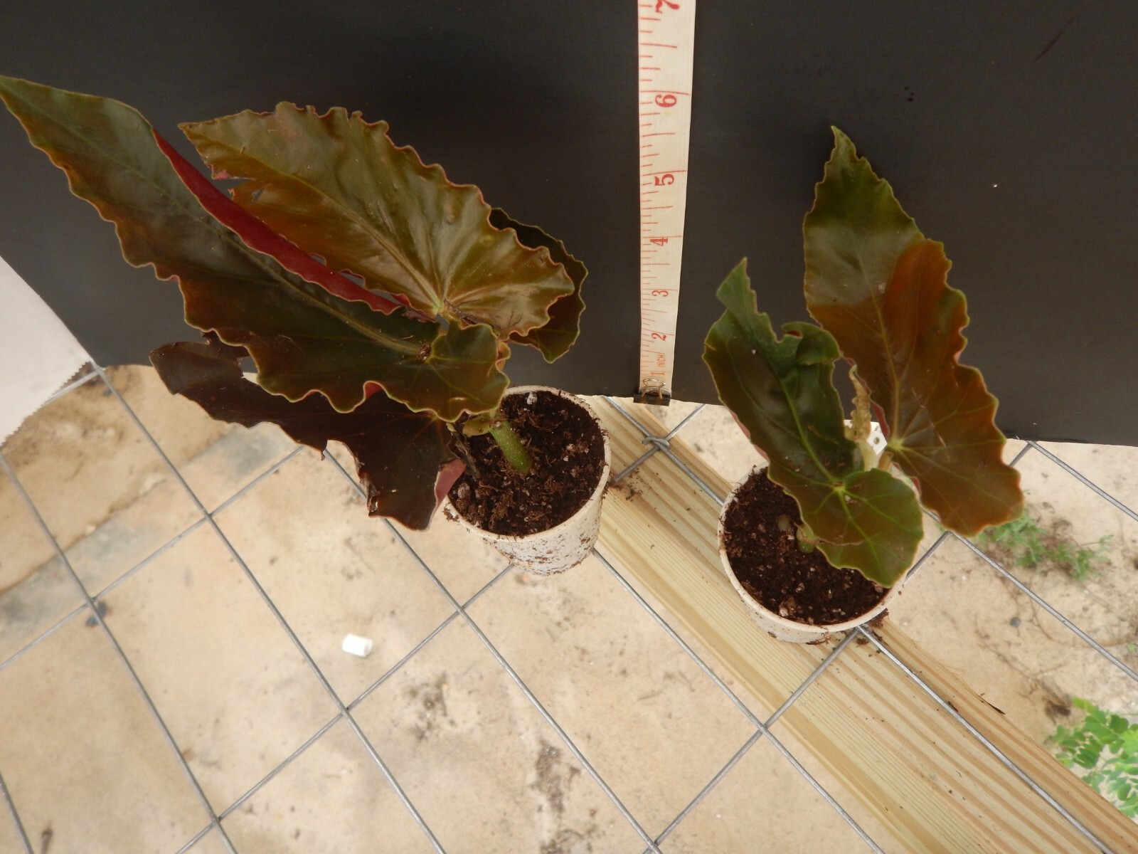 Angelwing Begonia "Torch Red" Well Rooted Starter Plant***SHIPS WITHOUT ...