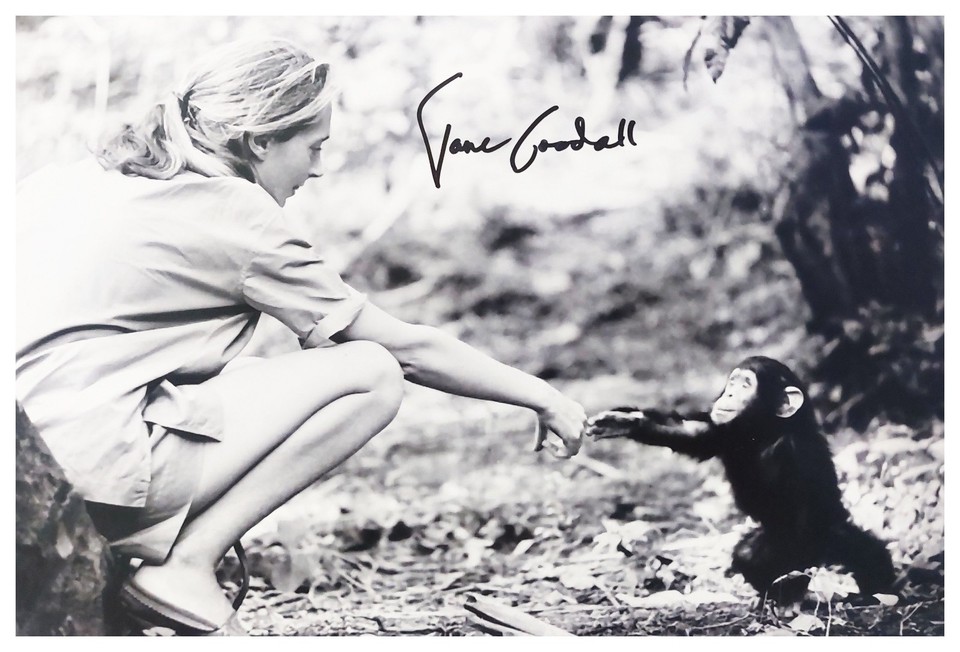 JANE GOODALL signed autographed photo 12x8" RACC Trusted Seller PHOTO ...