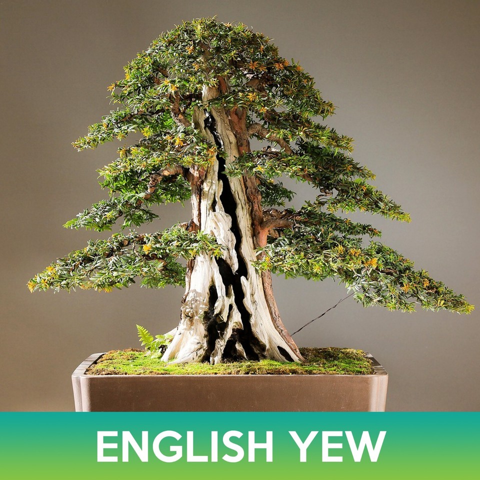 English Yew Tree Seeds, Common Yew, Taxus baccata | eBay