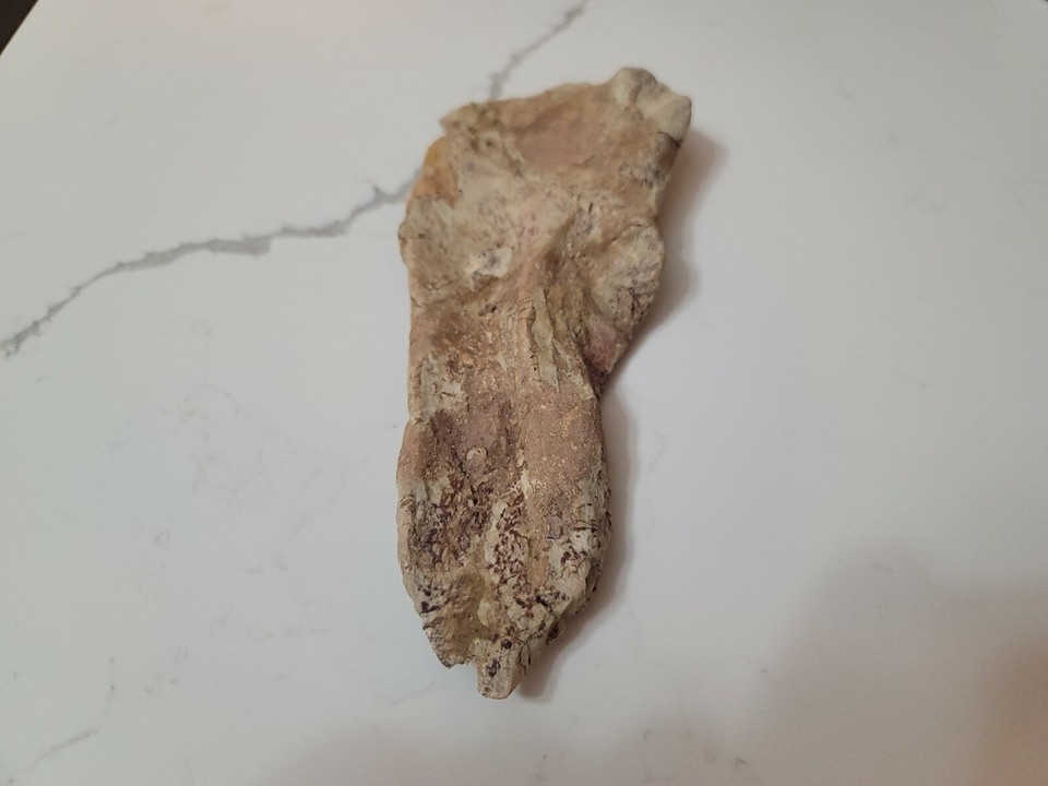 Huge Very Rare Coelacanth Fossil Fish Head Bone Skull Cretaceous ...
