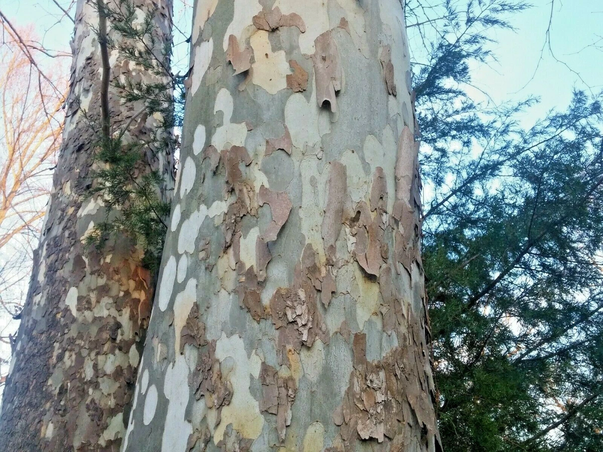 Buttonwood Sycamore Tree