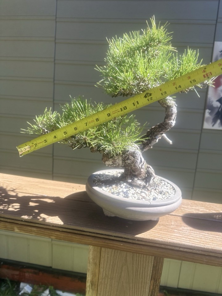 Japanese Black Pine Twisted Trunk 80 Year Old + Refinement | eBay