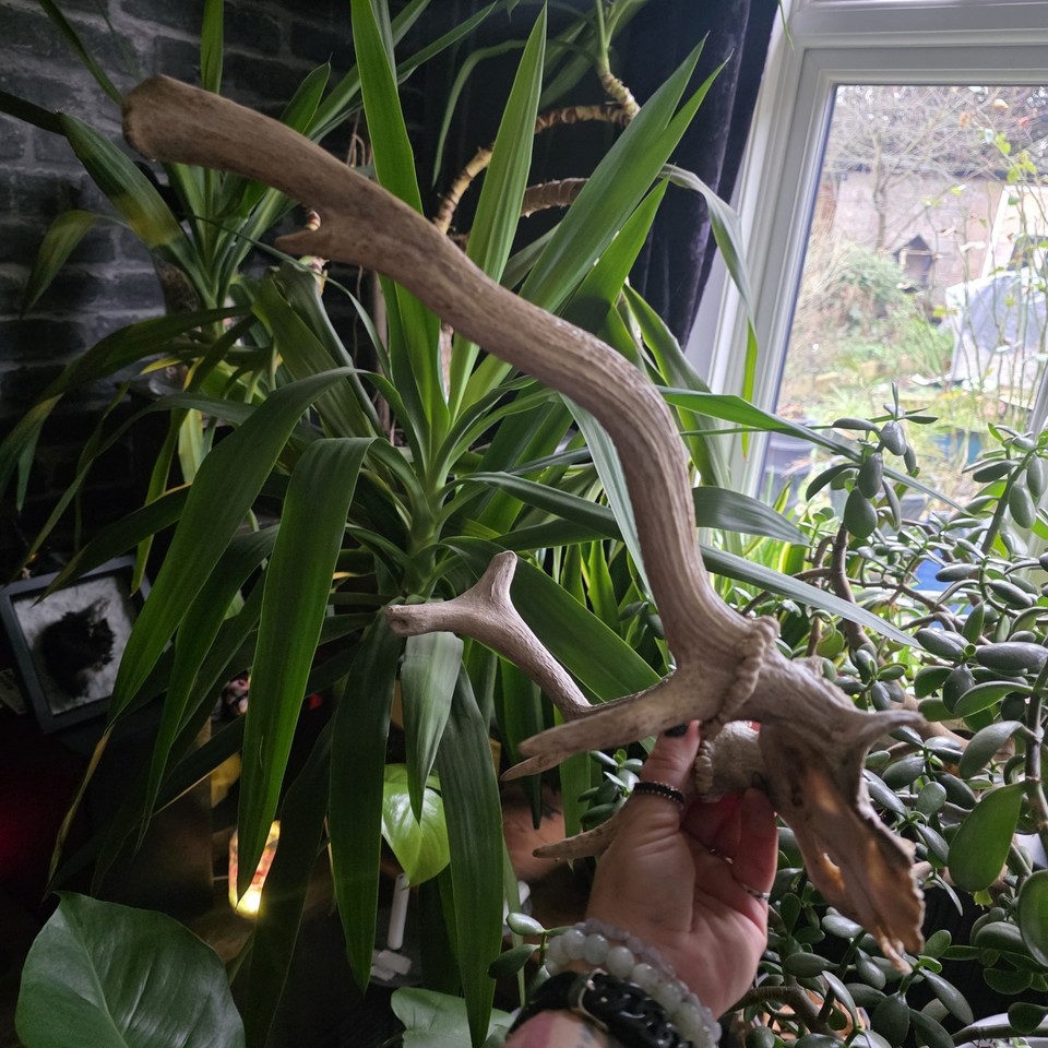 Real Deer Skull antlers Cap Taxidermy tattoo Gothic home Decore bone ...