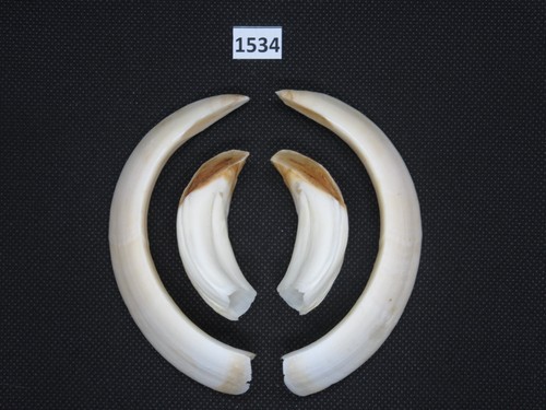 Wild boar tusks (no. 1534), trophy, taxidermy, tooth, teeth | eBay