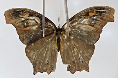 N21608. Insects, butterflies: Nymphalidae sp. Vietnam, Nghe An | eBay