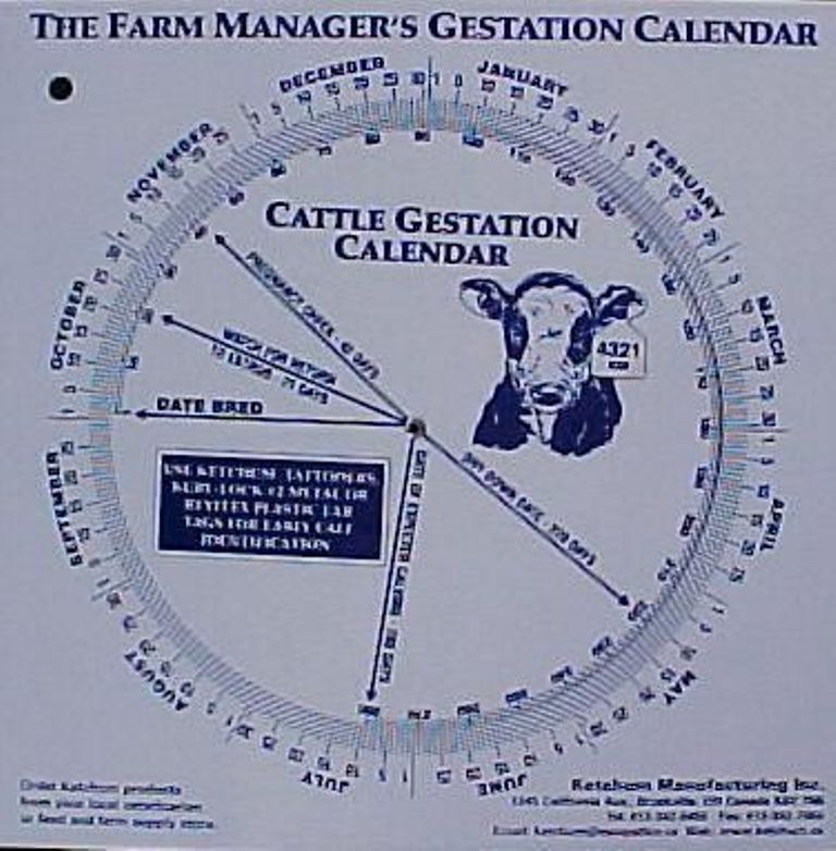 Mini Horse Gestation Chart