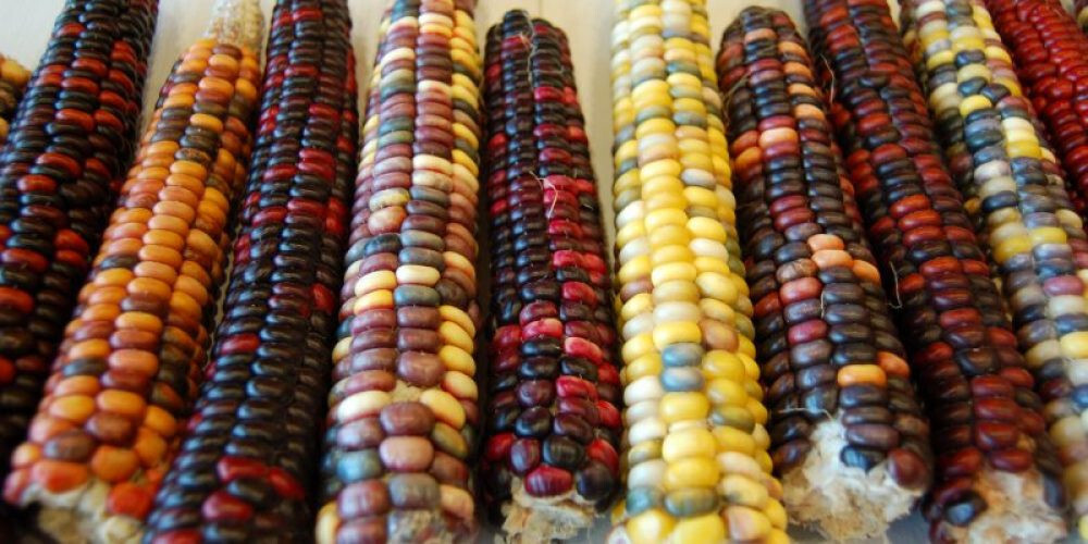 extra rare Painted Mountain corn -20seeds | eBay