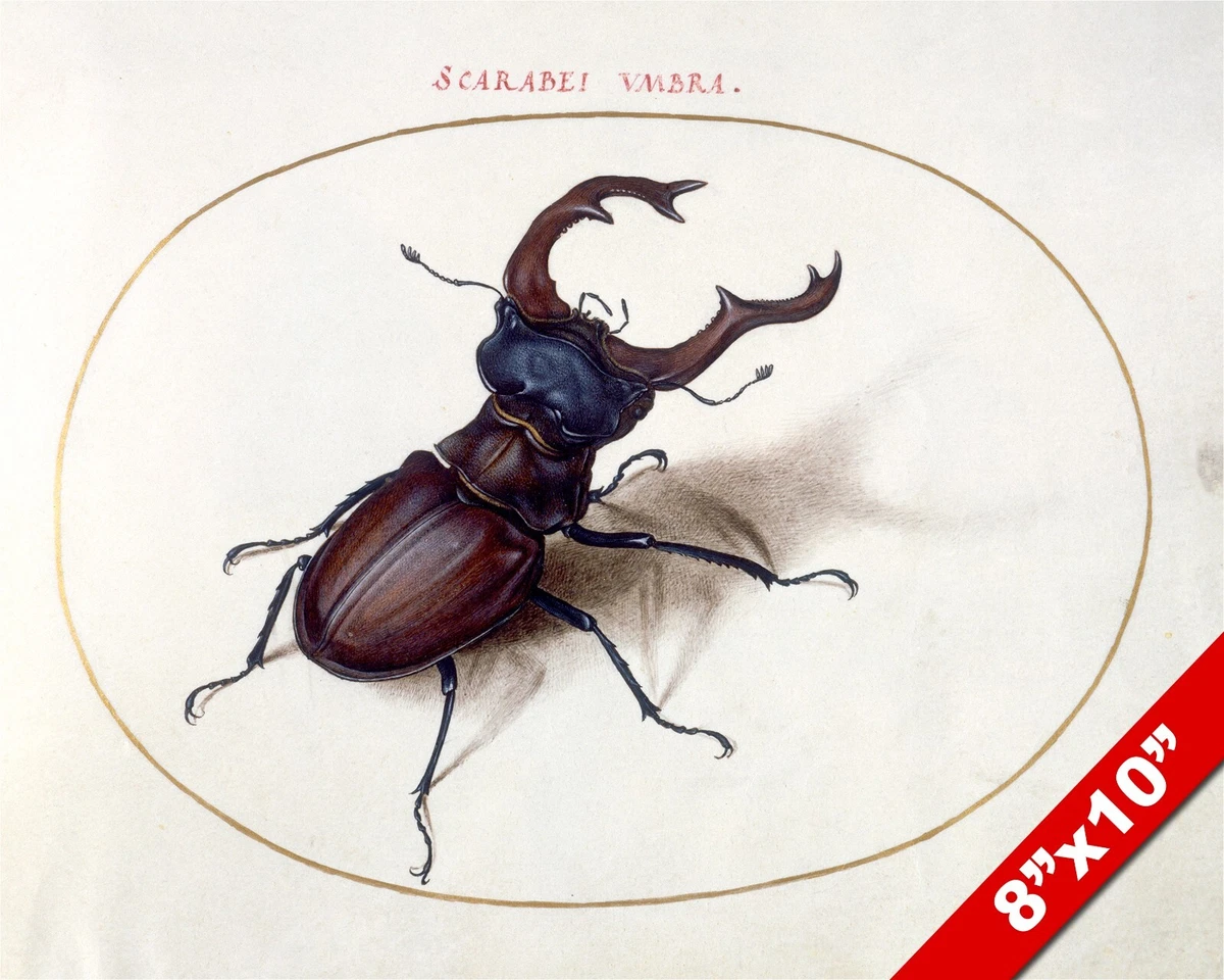 Scarab Beetle Drawing