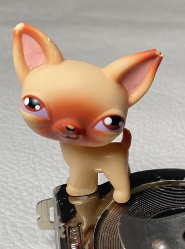 Littlest Pet Shop Chihuahua #1 Dog Purple Eyes LPS | eBay