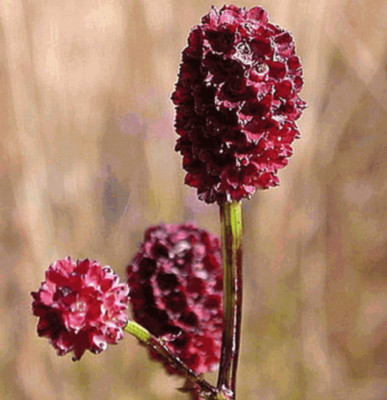 BULK Seeds Great Burnet Sanguisorba Edible Wildflower Red Blooms Herb ...