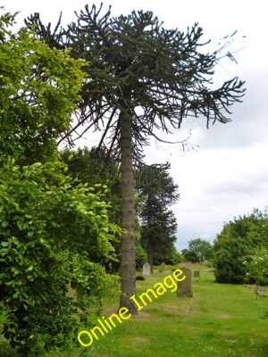 Photo 6x4 Monkey puzzle tree, Heybridge cemetery Maldon In the extreme ...