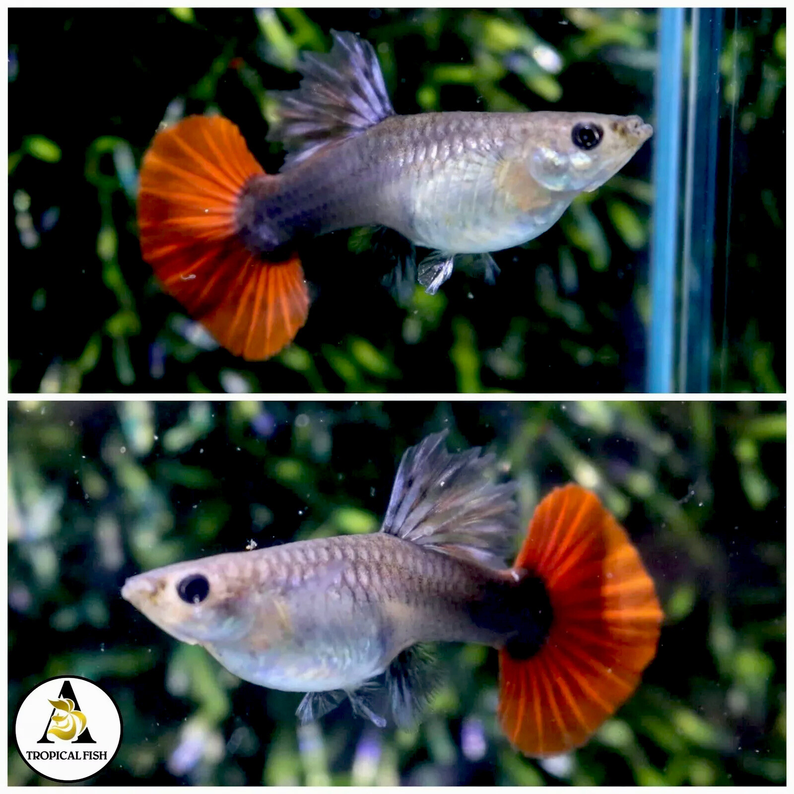 2X - Female- Live Aquarium Guppy Fish High Quality - Flower HB Red Rose ...