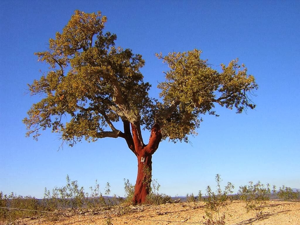 Quercus suber 10+ seeds cork oak evergreen oak tree seed Acorns ...
