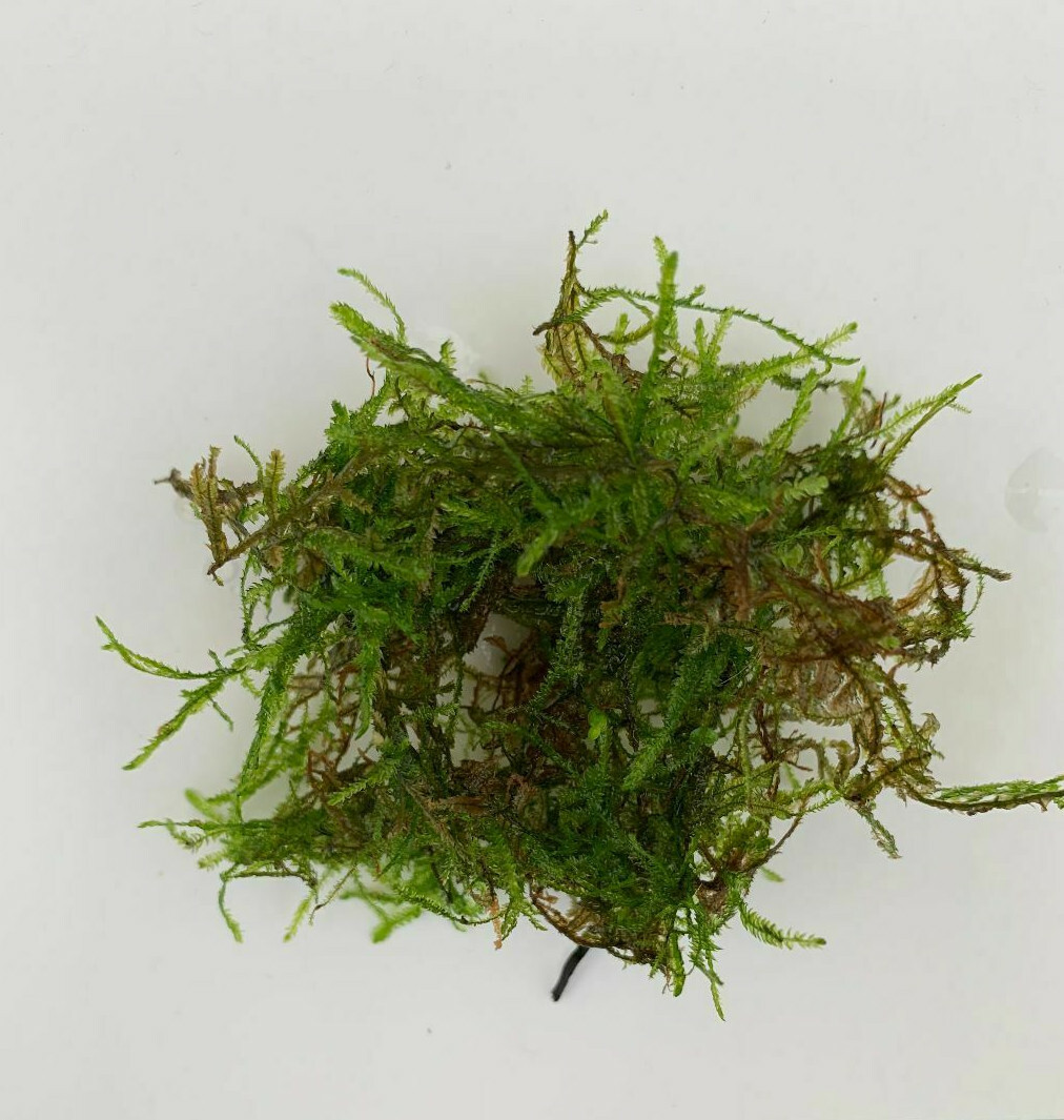 10g Java Moss Live Aquarium Pond Tropical Plant Beginner | eBay.de