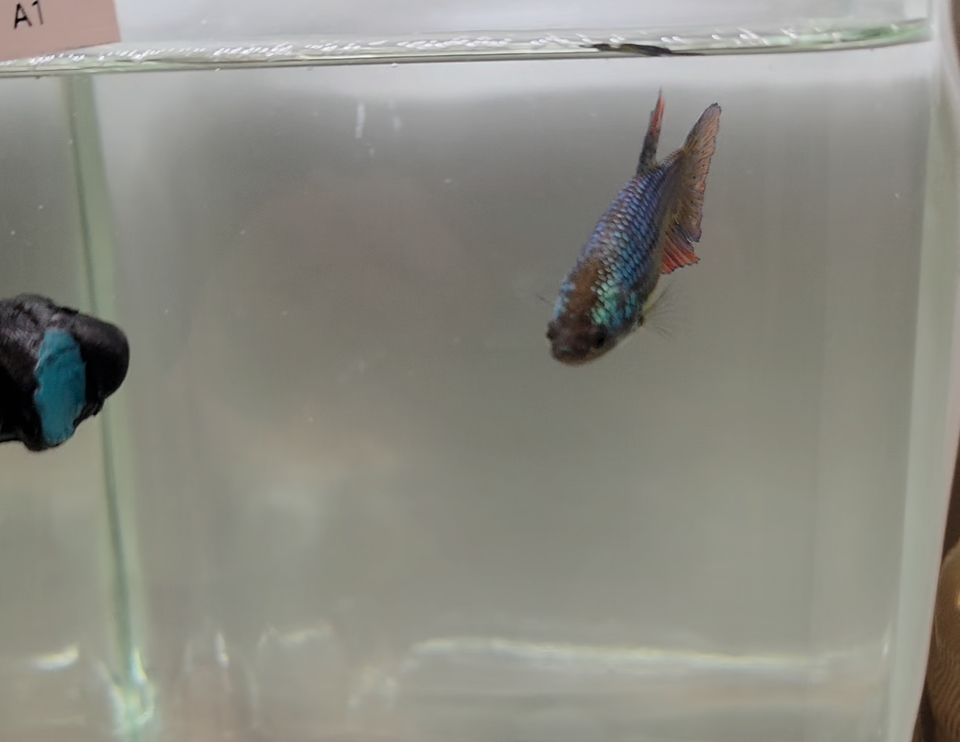 Live Betta Fish Alien Halfmoon Hybrid Female - A1 - USA Seller | eBay