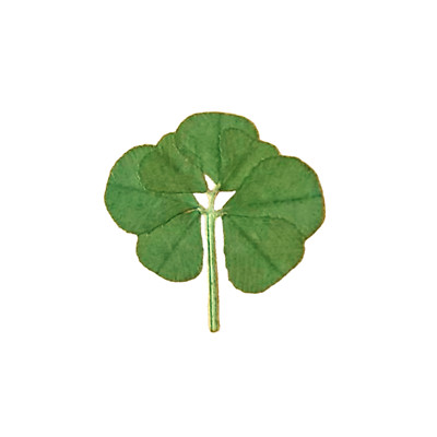 Extremely Rare REAL GENUINE SEVEN Leaf Clover Shamrock Trifolium repens ...