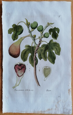 Fig Ficus communis - Large Botanical Print Knorr Thesaurus - 1789 | eBay