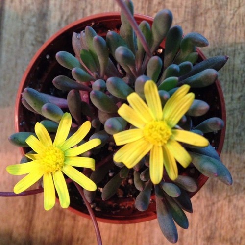 OTHONNA CAPENSIS 'LITTLE PICKLES' - 2" POT | eBay