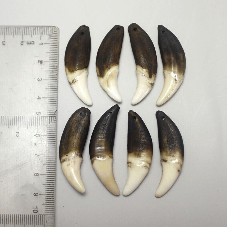 Natural Fang Pendant Wholesale Teeth 4/8PC Retro Black Teeth Tribal ...