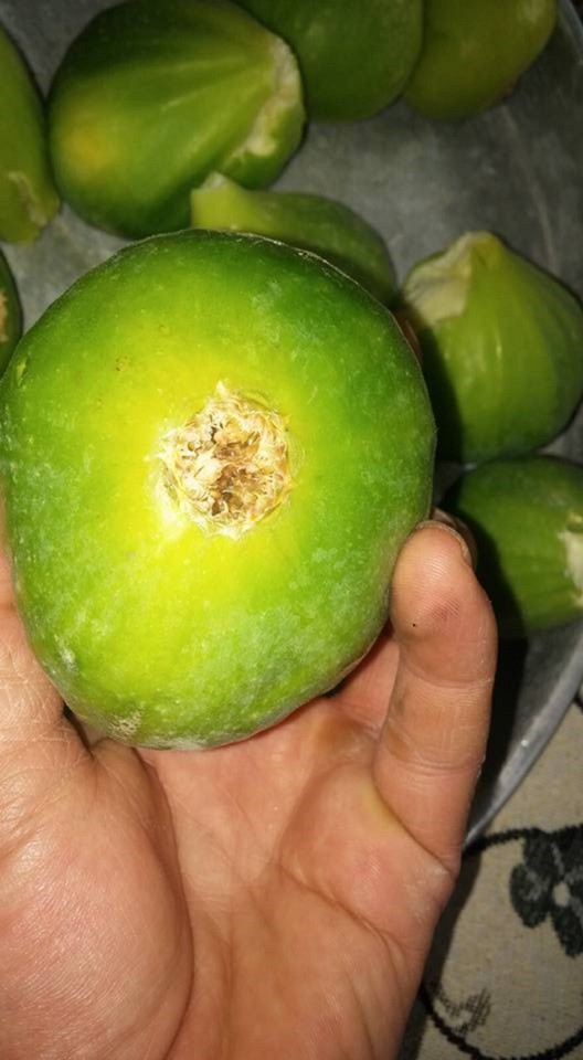 Fig Tree - White Orak Fig - Rooted 3 Pieces Fig Plants | eBay