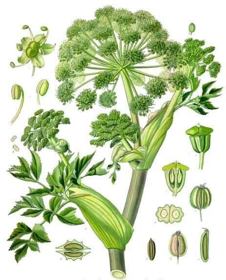 Angelica Root Extract Angelica Tincture - herbal drops - easy - USA ...