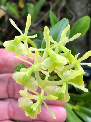 Orchid Plants Epidendrum Difforme Species **BIG PLANT** | eBay